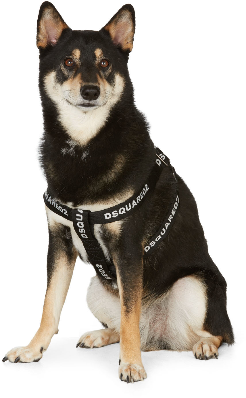 Dsquared2 Black Poldo Dog Couture Edition Nastro Dog Harness Dsquared2