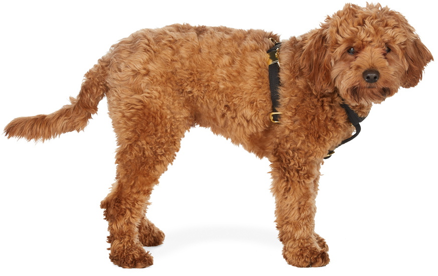 See Scout Sleep Black The Scot Small Original Harness See Scout Sleep
